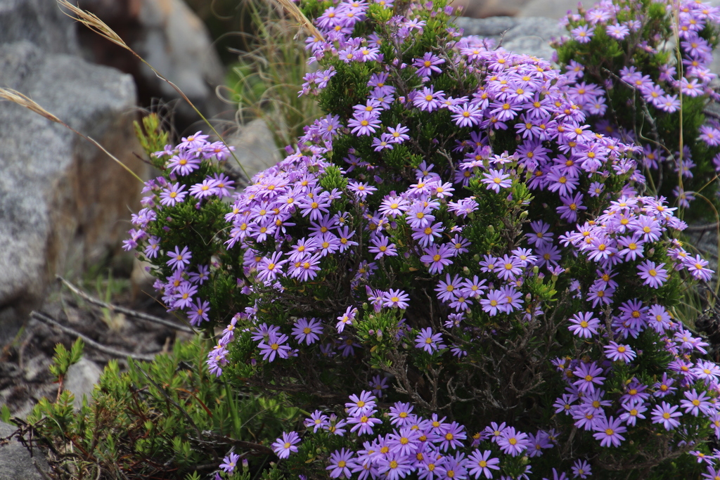 asters and allies (Siuslaw Model Forest BioBlitz June 2022 Update ...
