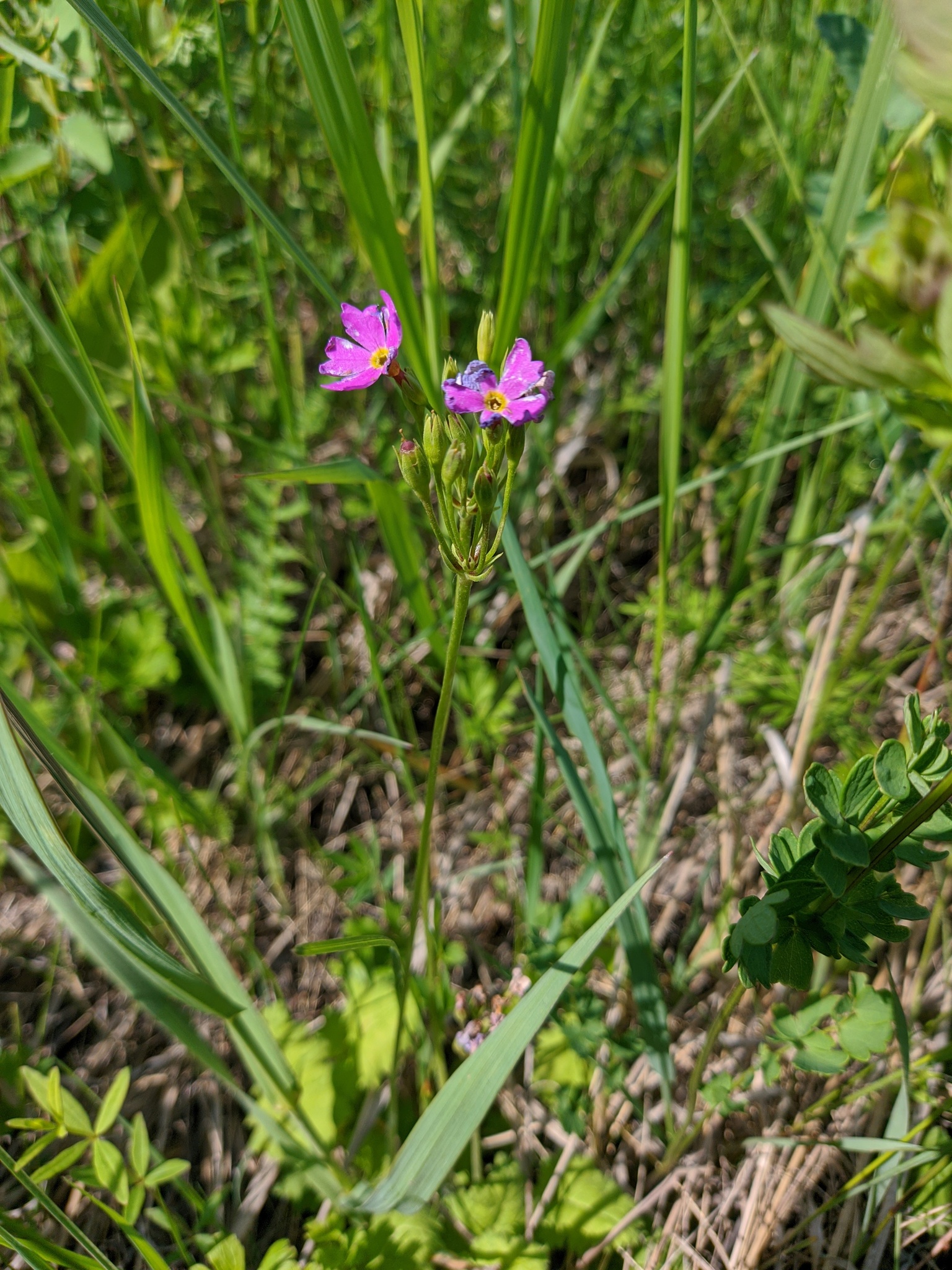 Primula longiscapa Ledeb.