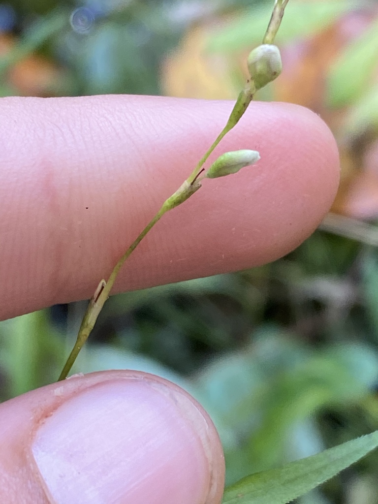 Dotted Smartweed from Shu Swamp Nature Preserve, Mill Neck, NY, US on ...