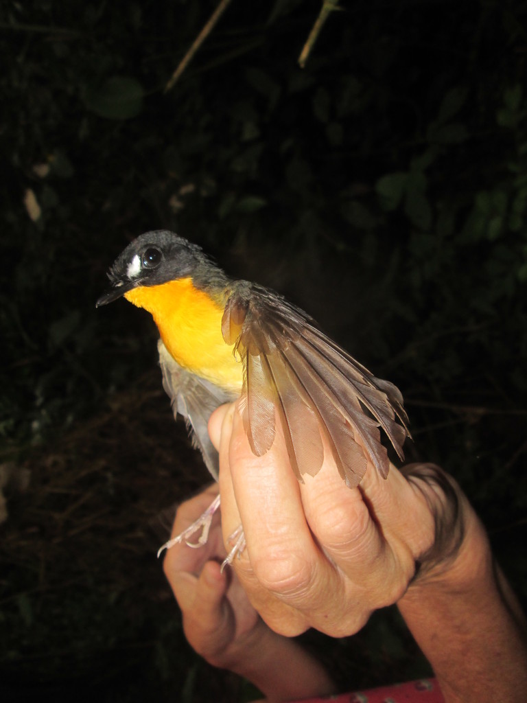 Sangha Forest Robin (Stiphrornis mabirae sanghensis) - Avian Discovery