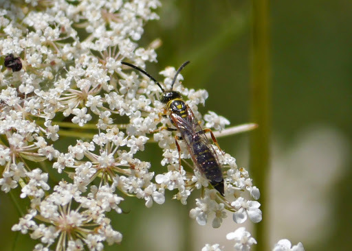 New World Banded Thynnid Wasps from Idylwild Wildlife Management Area ...
