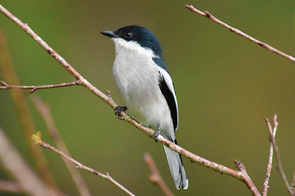 Bar-winged Flycatcher-shrike (Kanha National Park - Birds) · iNaturalist