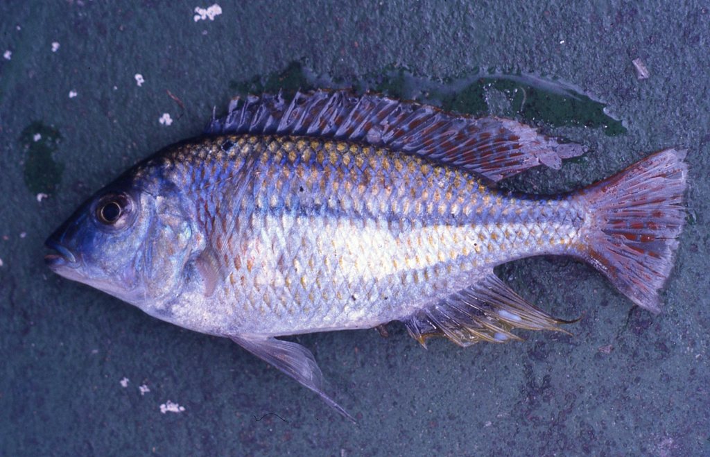 (Protomelas similis) - Marine Life Identification