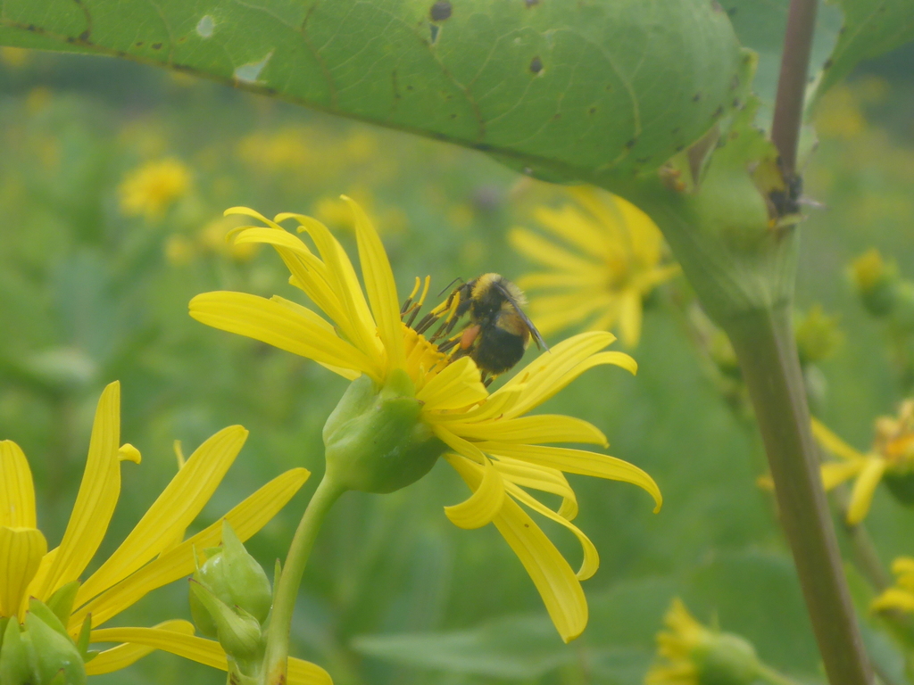 Rusty-patched Bumble Bee in August 2020 by Angus Mossman. Foraging on ...