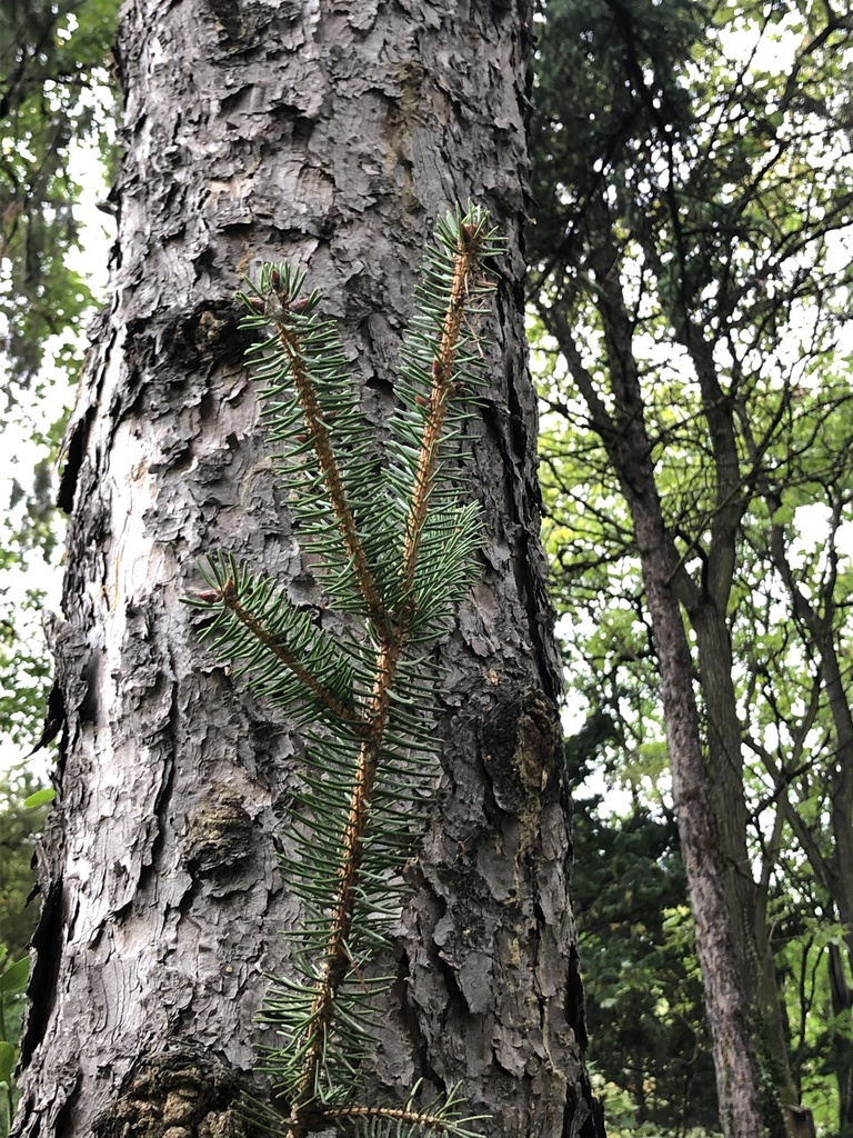 dragon spruce in October 2020 by ignacy1312 · iNaturalist