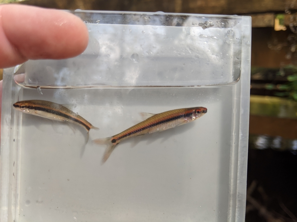 Taillight Shiner (Notropis maculatus) - Marine Life Identification
