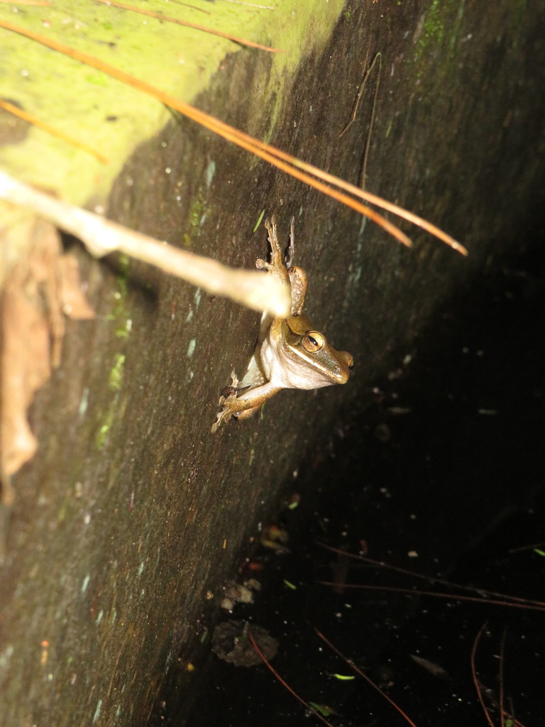 Common Southeast Asian Tree Frog from Kaliurang Timur, Kaliurang ...