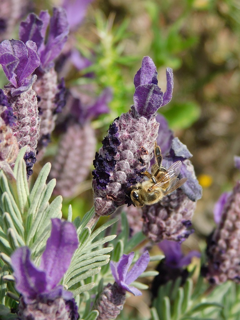 topped lavender from Greyton, 7233, South Africa on October 8, 2020 at ...