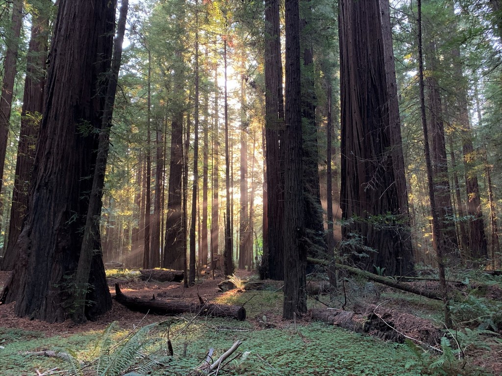 coast redwood from Humboldt County, CA, USA on October 17, 2020 at 08: ...
