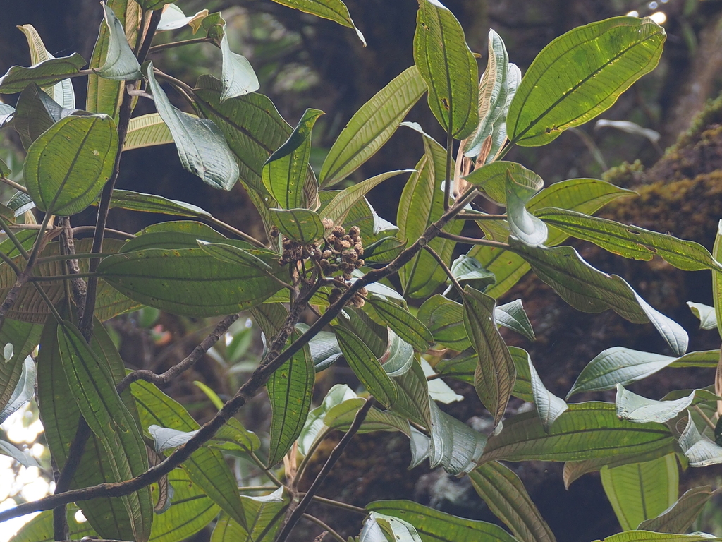(Astronia spectabilis) - Botanical Realm