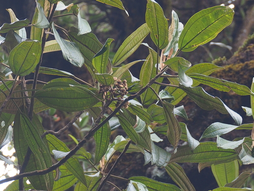 Astronia spectabilis · iNaturalist