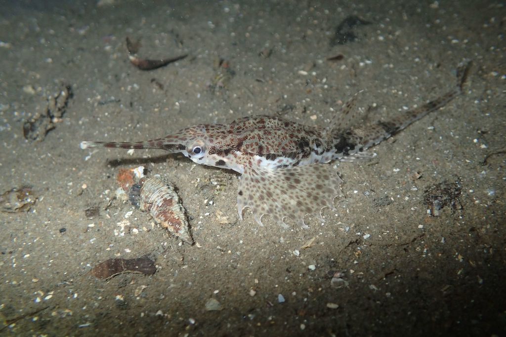 Slender Seamoth from Perth WA, Australia on October 10, 2020 at 10:00 ...