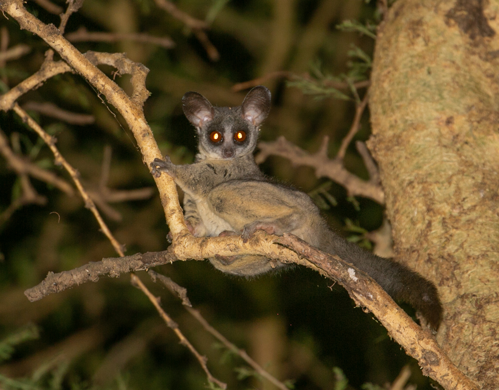 Galago senegalensis É.Geoffroy Saint-Hilaire, 1796
