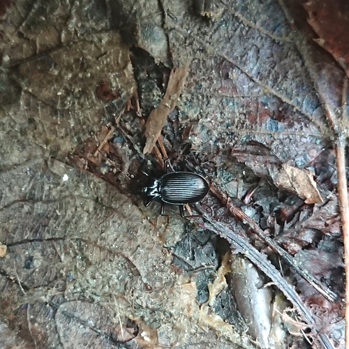Nebria tibialis · NaturaLista Colombia