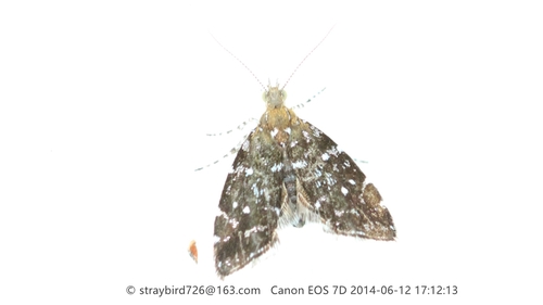 Prochoreutis kurokoi · iNaturalist