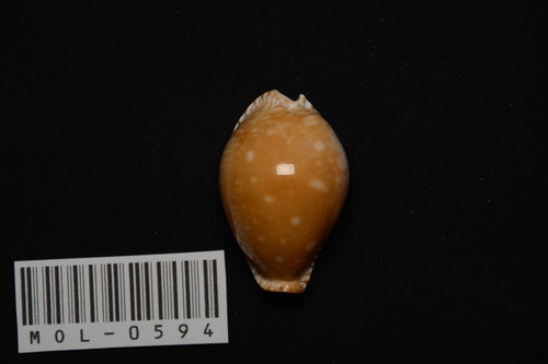 great spotted cowrie (Perisserosa guttata) · iNaturalist