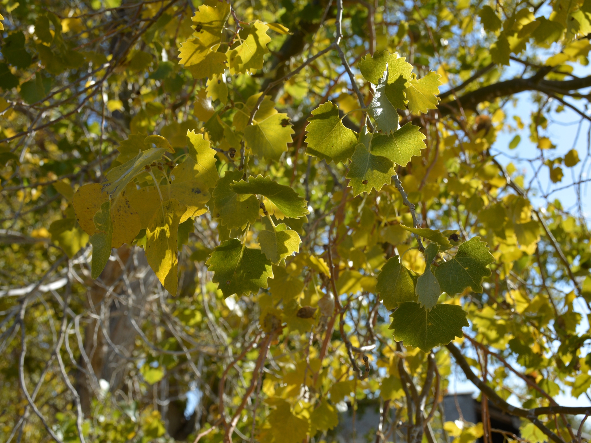 Populus euphratica Olivier