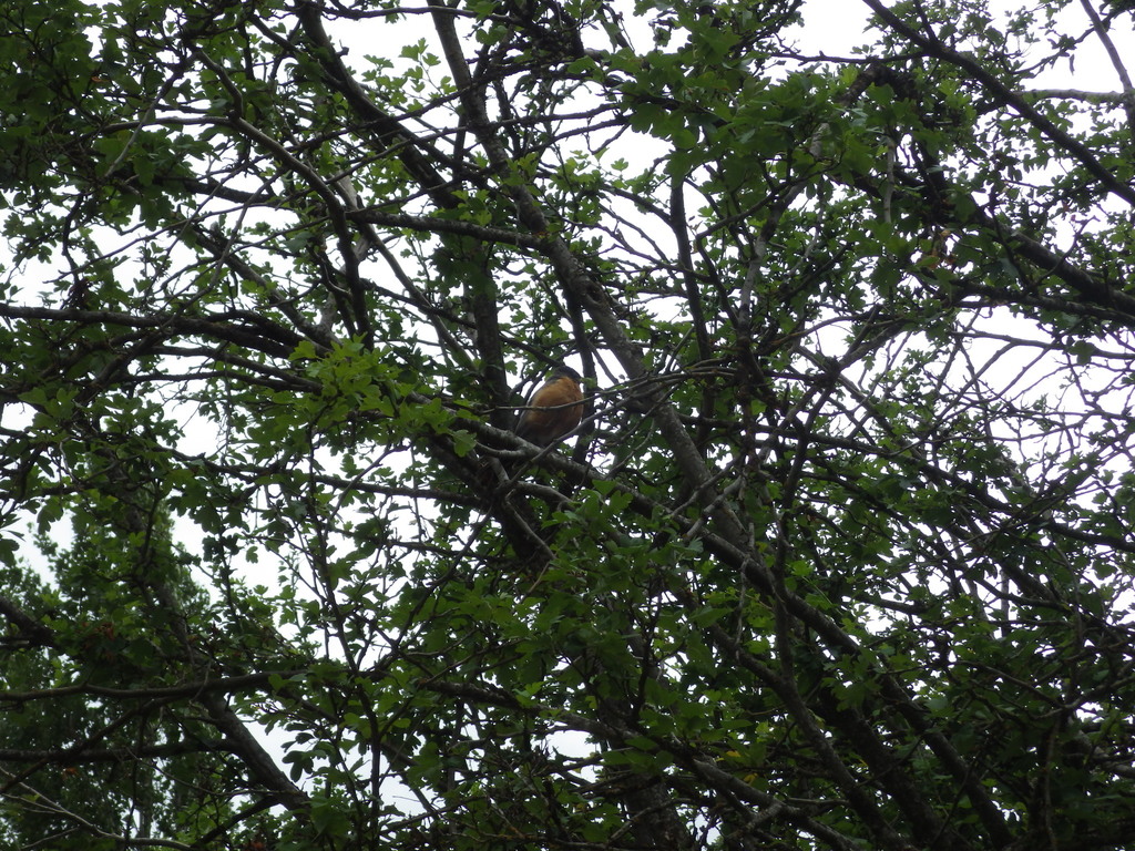 American Robin from Dynamite, Washington, United States on July 24 ...