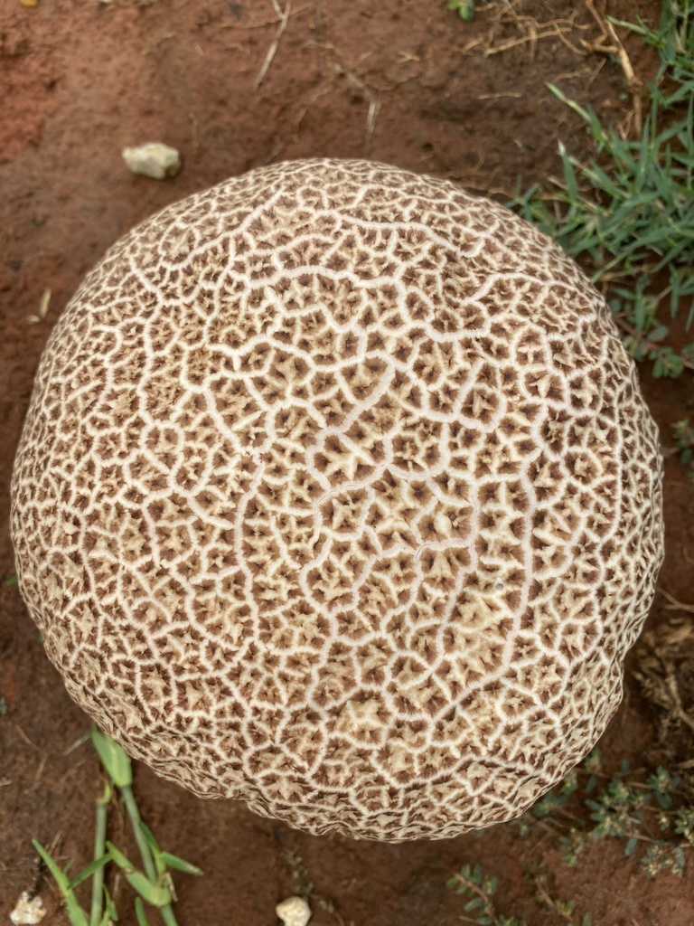 Brain puffball from Oakcrest Dr, Marion, AL, US on September 1, 2020 at ...