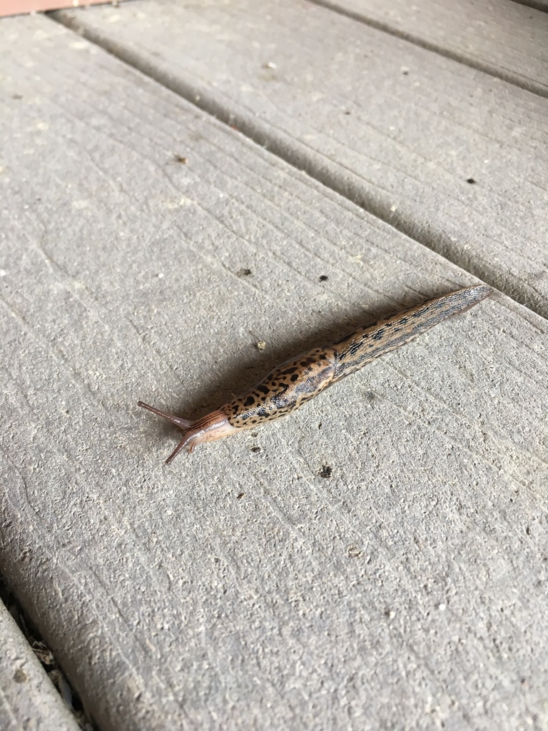 Leopard Slug from 10191 Old Lake Shore Rd, Irving, NY 14081, USA on ...