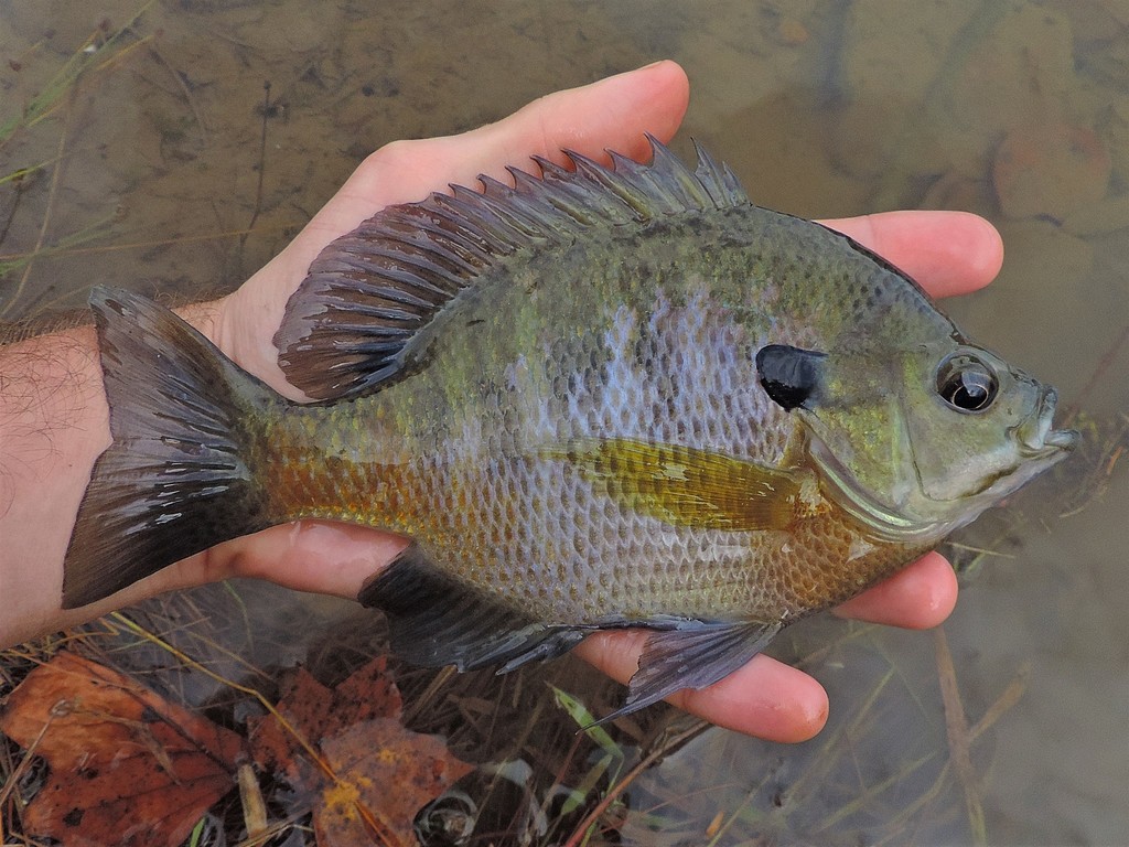 Bluegill from Eldersburg, MD, USA on October 19, 2020 at 01:00 PM by ...