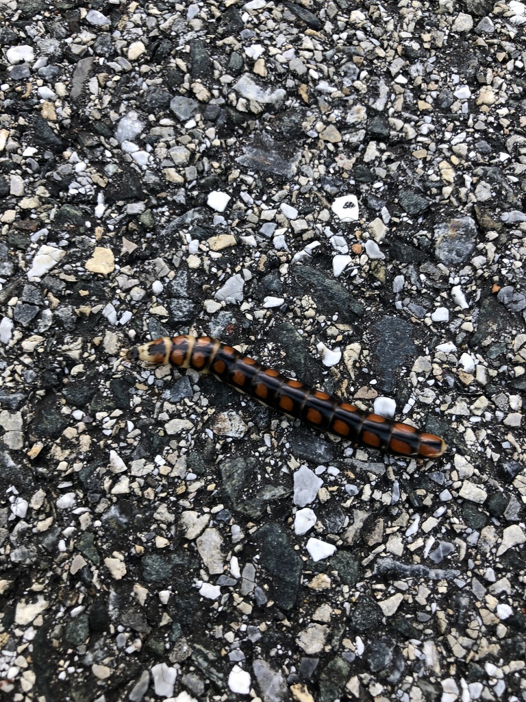 Phengodes from Wildlife Loop Rd, Odenton, MD, US on October 18, 2020 at ...