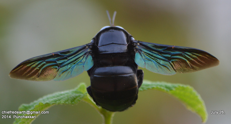 Slender-scaped Carpenter Bee from Punchakkary on July 26, 2014 by Chief ...