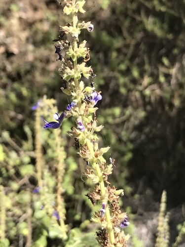 Coleus diversus · iNaturalist