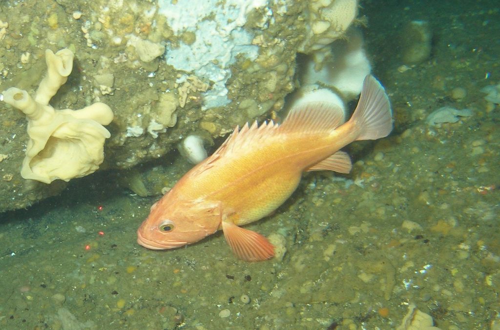 Yelloweye Rockfish (Sebastes ruberrimus) - Marine Life Identification