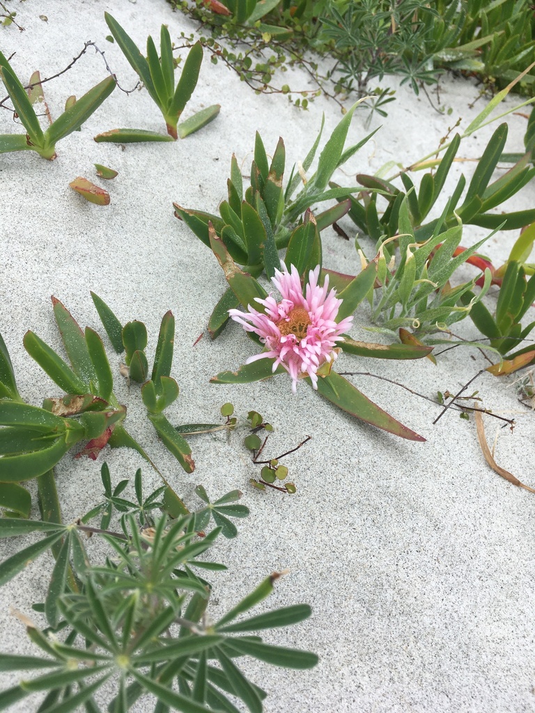 sea fig from Taiawa Place, Omaha, Auckland, NZ on October 20, 2020 at ...