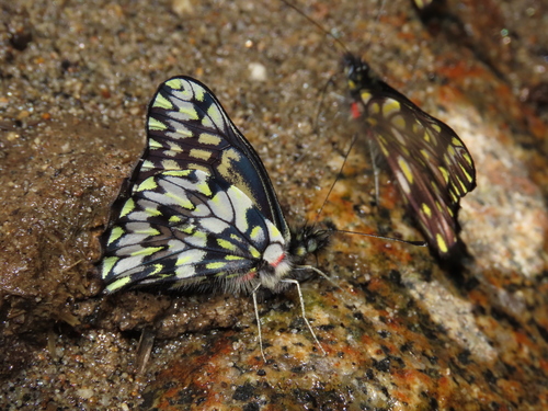 Subspecies Catasticta philone variabilis · iNaturalist