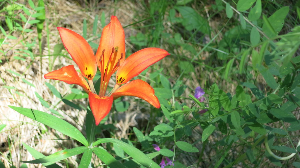 Wood Lily from Wind Ridge Trail, Canmore, AB T0L, Canada on July 12 ...