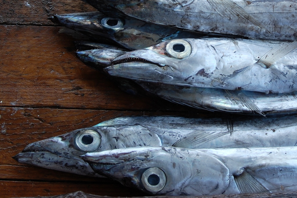 Largehead Hairtail (Trichiurus lepturus) - Marine Life Identification