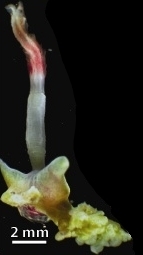Osedax roseus · iNaturalist
