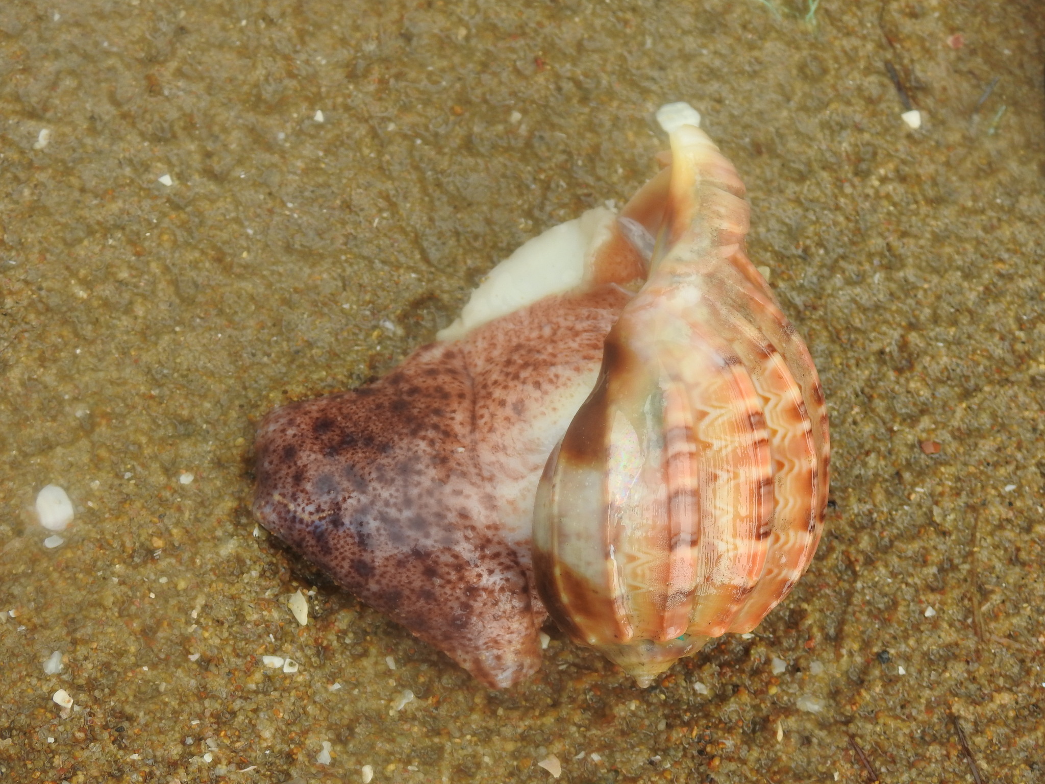 Harpa davidis Röding, 1798