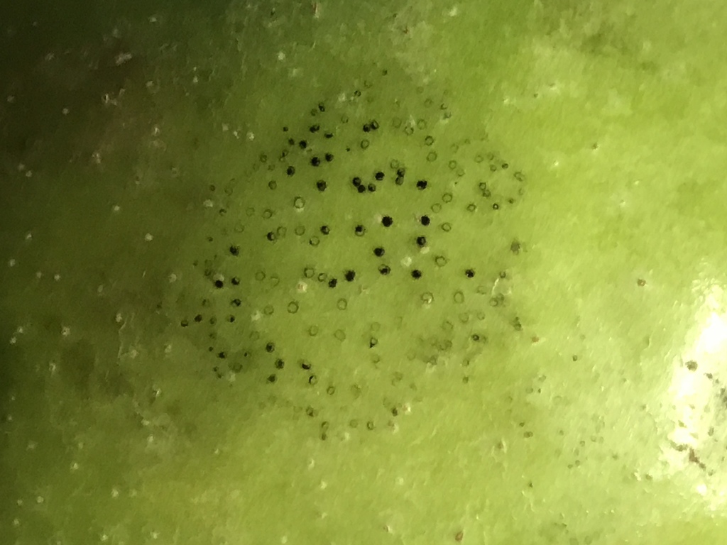 Flyspeck from Albert Johnson Rd, Nashville, IN, US on October 19, 2020 ...