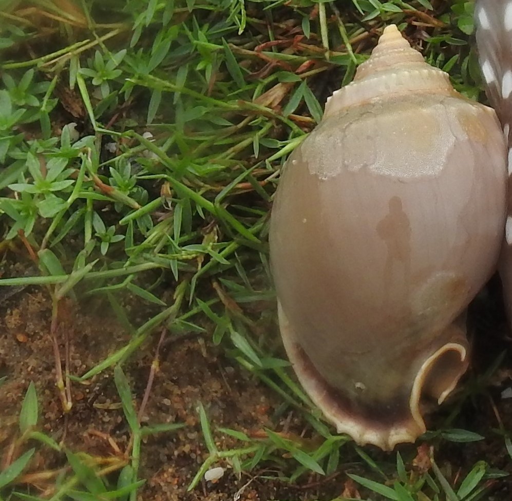 Phalium glaucum (Linnaeus, 1758)