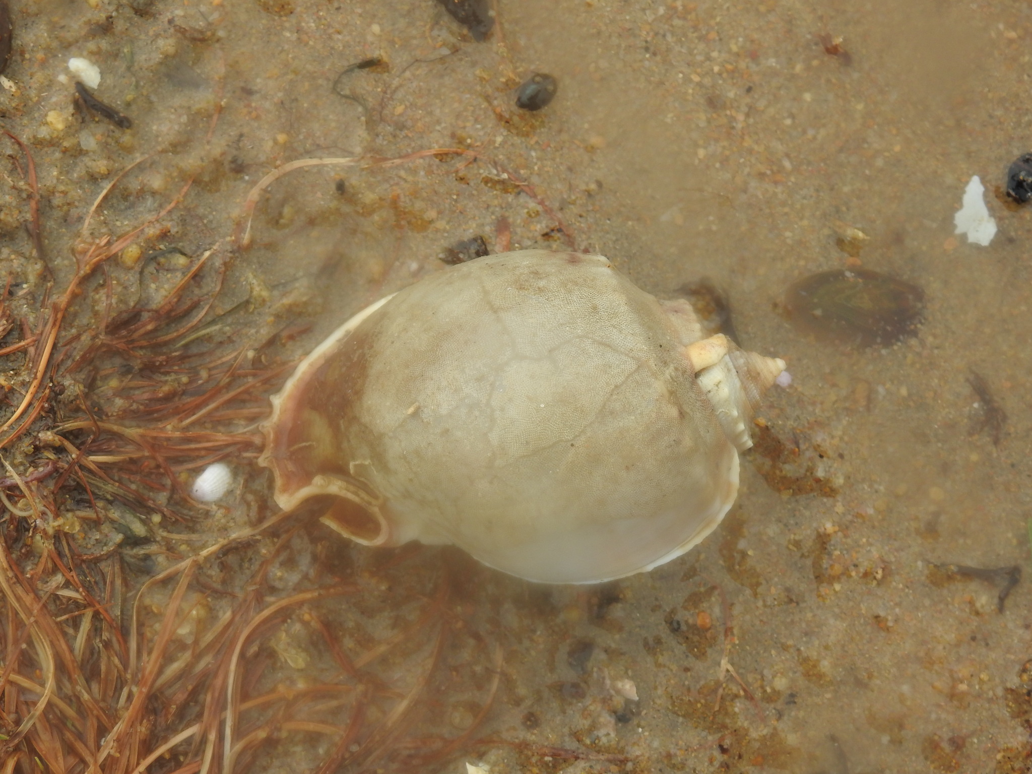 Phalium glaucum (Linnaeus, 1758)