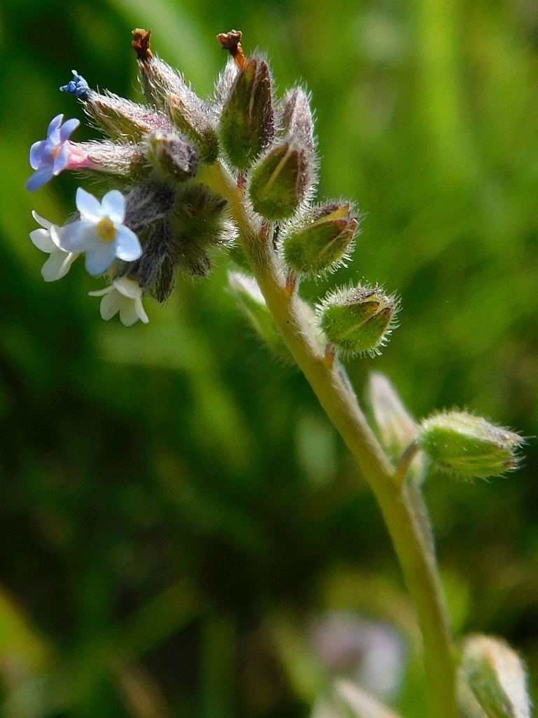 Changing Forget-me-not from Greyton, 7233, South Africa on October 13 ...