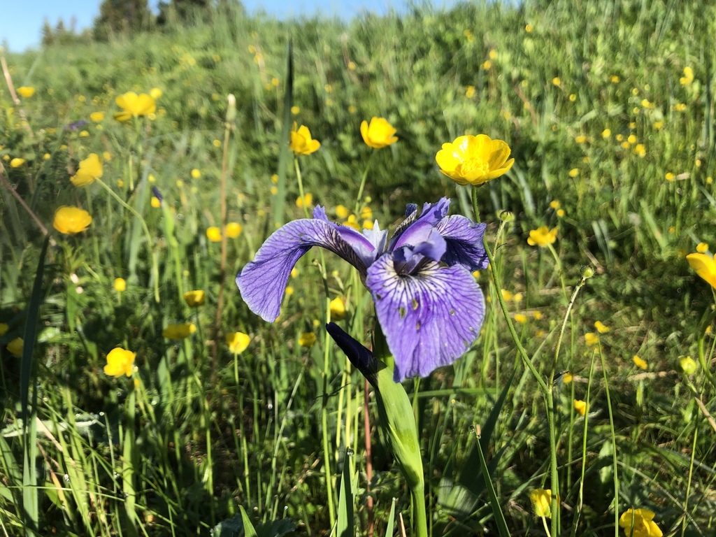 beach-head iris from Main St, Forteau, NL, CA on July 15, 2020 by ...
