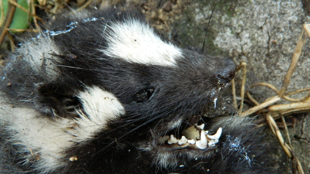 Southern Spotted Skunk from Cerro de Guerrero, Ciudad de México, CDMX ...