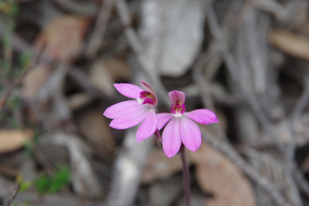 ornate pink fingers in September 2020 by Euan Moore · iNaturalist