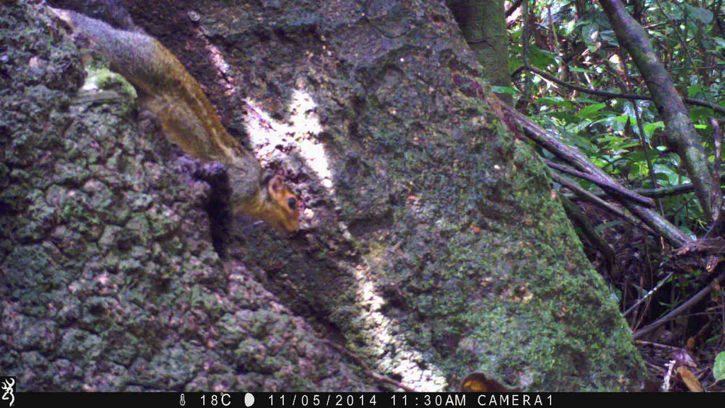 Red-cheeked Rope Squirrel from Bayanga, Djomo, Central African Republic ...