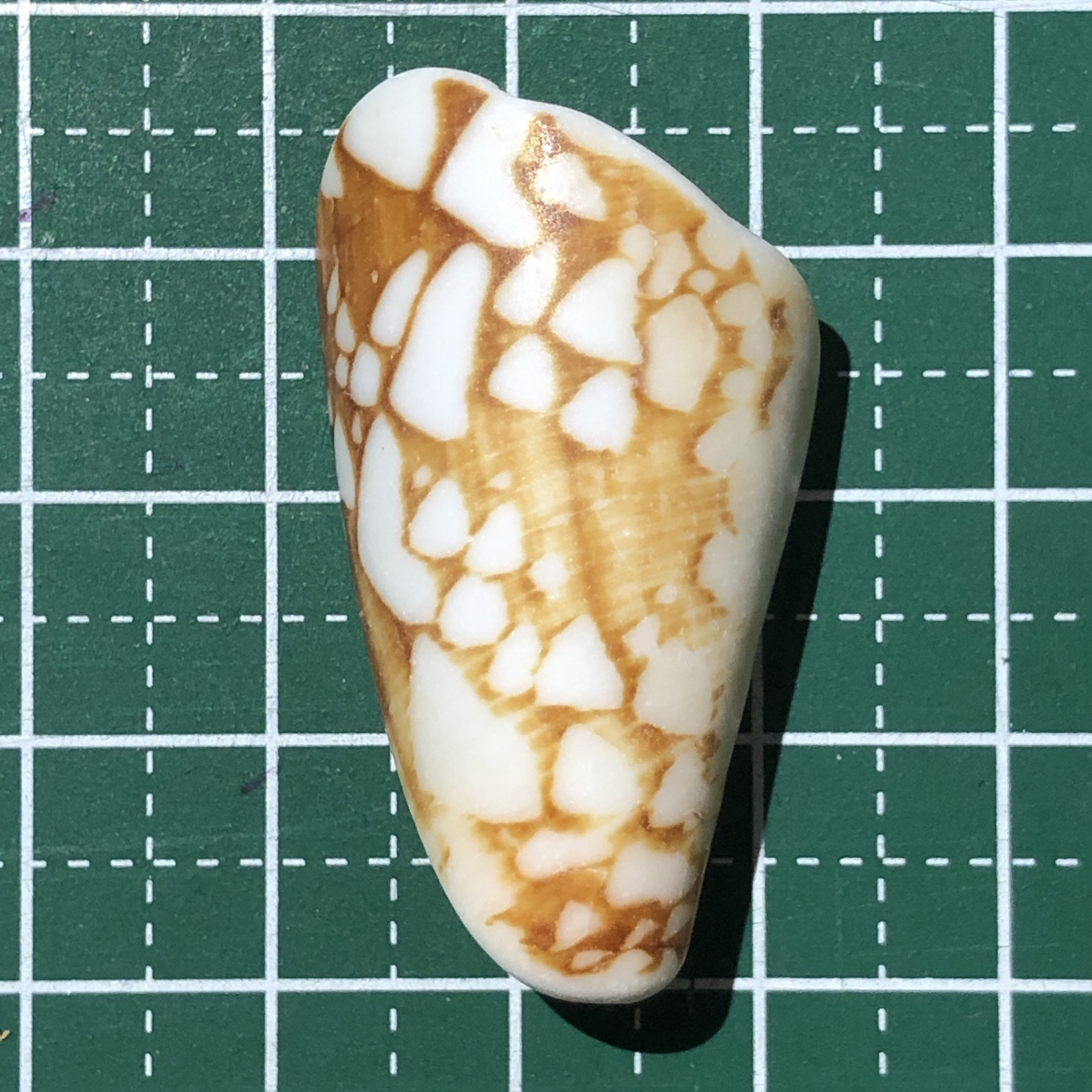 Conus aulicus Linnaeus, 1758