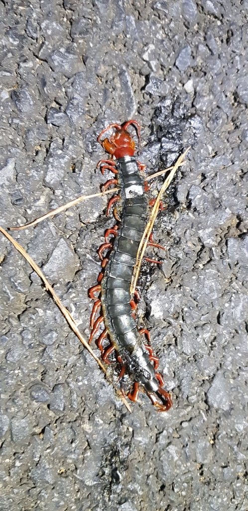 Chinese Red-headed Centipede from Jecheon-si, Chungcheongbuk-do, South ...