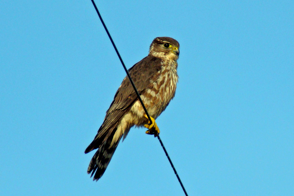 Merlin (Birds of the Preserve at Shaker Village) · iNaturalist
