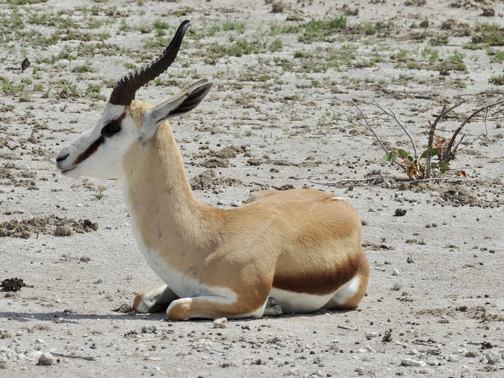 Springbok (Antidorcas marsupialis) - Know Your Mammals