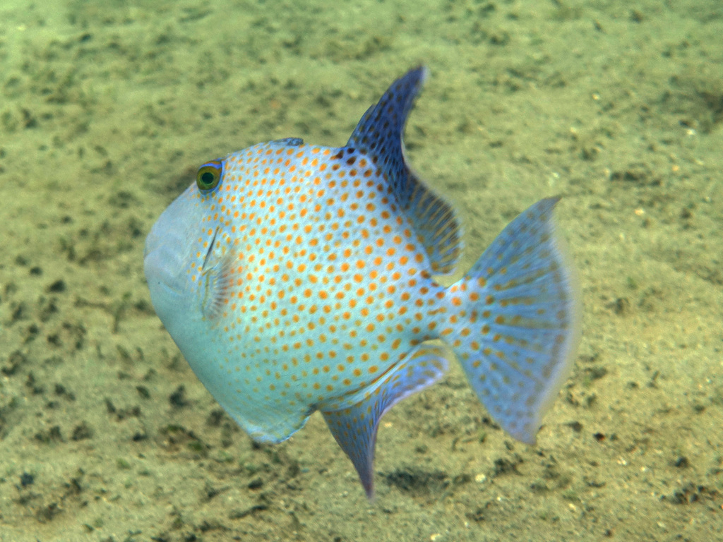 Blue Triggerfish (Pseudobalistes fuscus) - Marine Life Identification