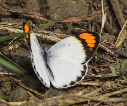 Indian Little Orange-tip (Subspecies Colotis etrida etrida ...
