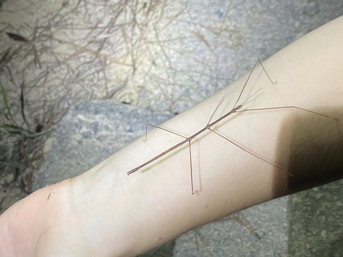 género Macellina · NaturaLista Colombia